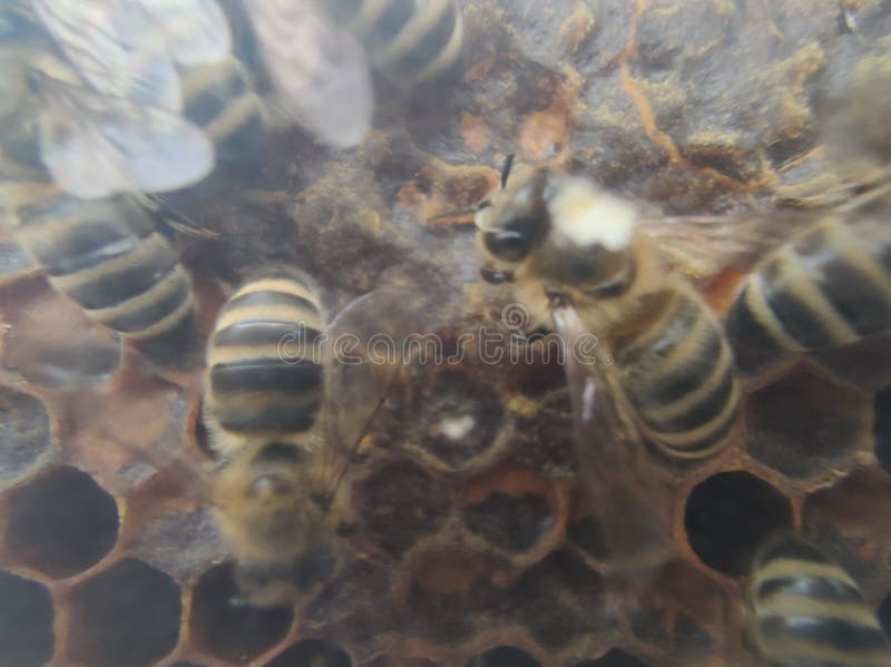 Bees in the beehive stock photo. Image of bees, beehive - 232927718