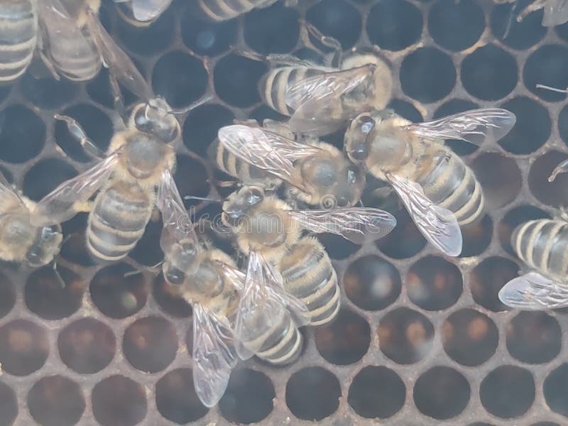 Bees in the beehive stock photo. Image of bees, beehive - 232927808