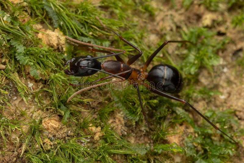 Macro Image of Big-headed Ant Stock Image - Image of nature, forest ...