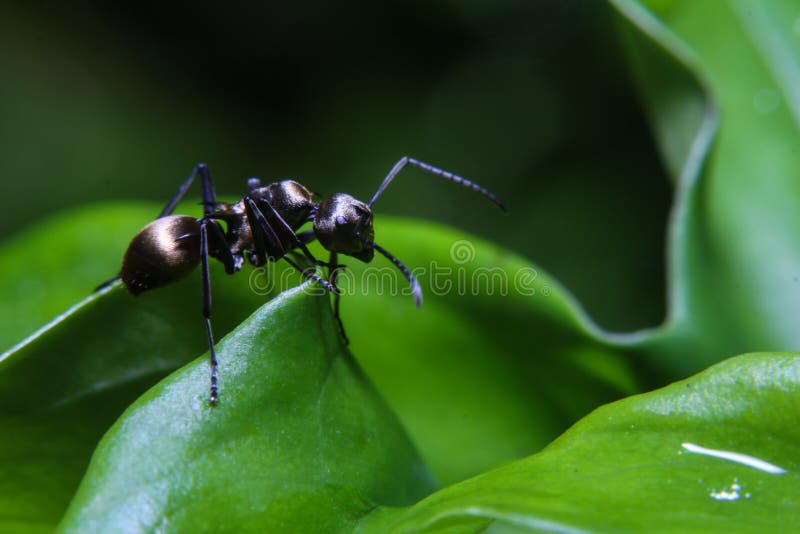 A Macro Image of Black Gold Ant on the Fresh Green Leaf Stock Image ...
