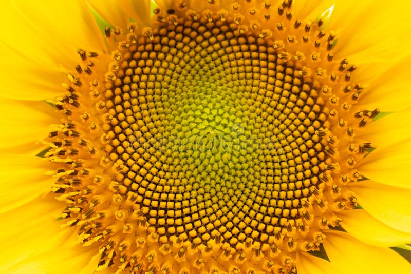 Macro Image of a Blooming Sunflower Head with Patterns Stock Image ...