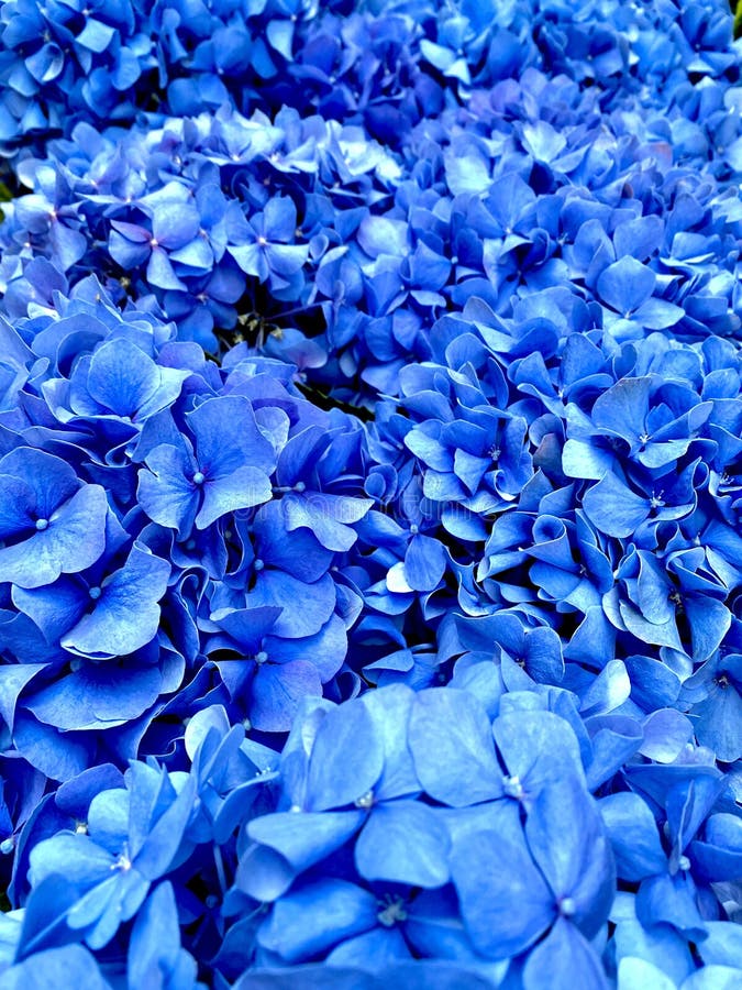 Macro Image of Blue Hydrangea Flower Stock Photo - Image of temperate ...