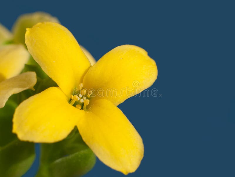 Macro Image of a Bright Yellow Flaming Katy Flower Stock Image - Image ...