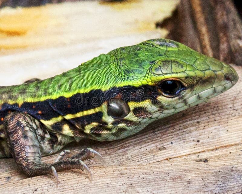 Macro Image of a Brightly Colored Green Lizard with Sharp Claws Resting ...