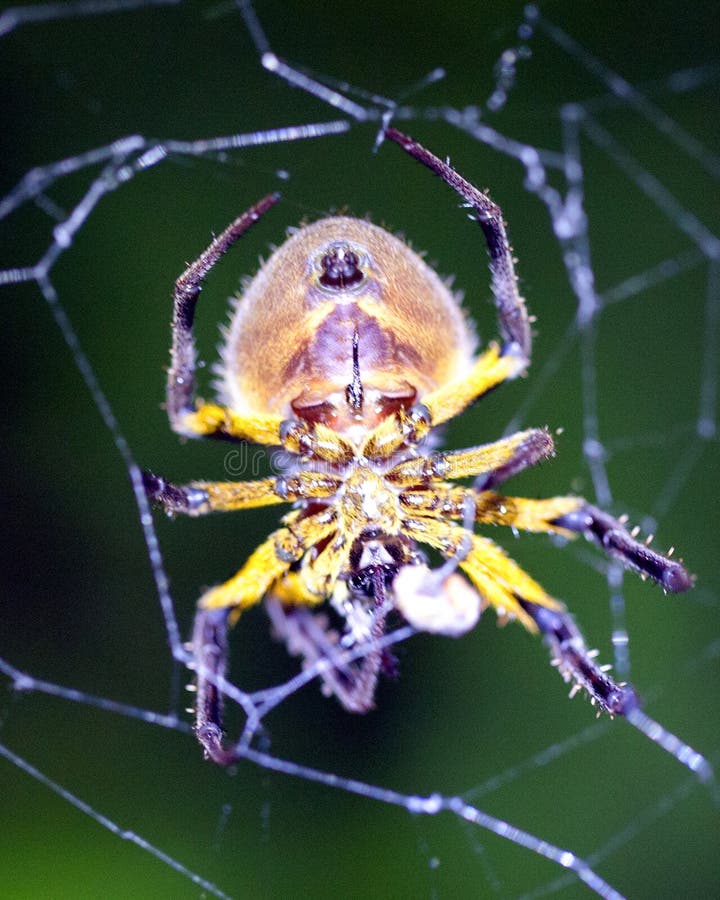 Macro Image of a Brightly Colored Spider Hanging Upside Down at Night ...