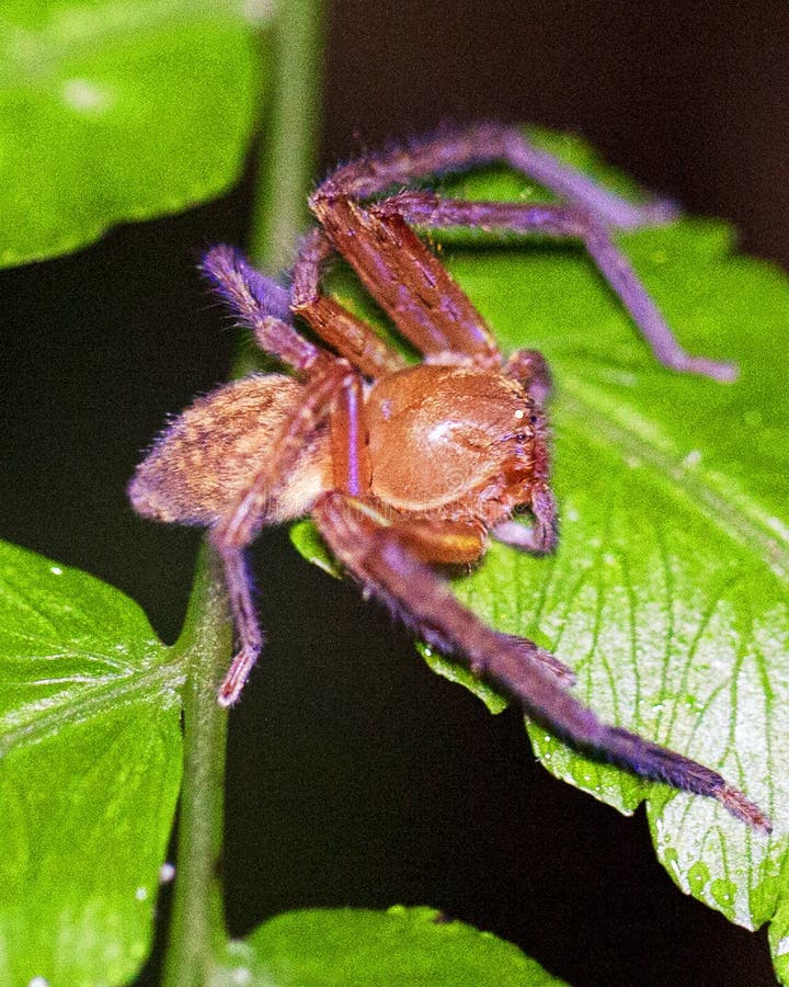 Macro Image of a Brightly Colored Spider Hunting on Leaf at Night ...
