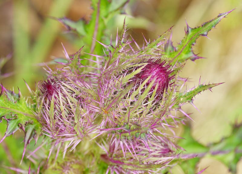 A Bristle Thistle Bud with Spikey Green and Red Leaves Stock Photo ...