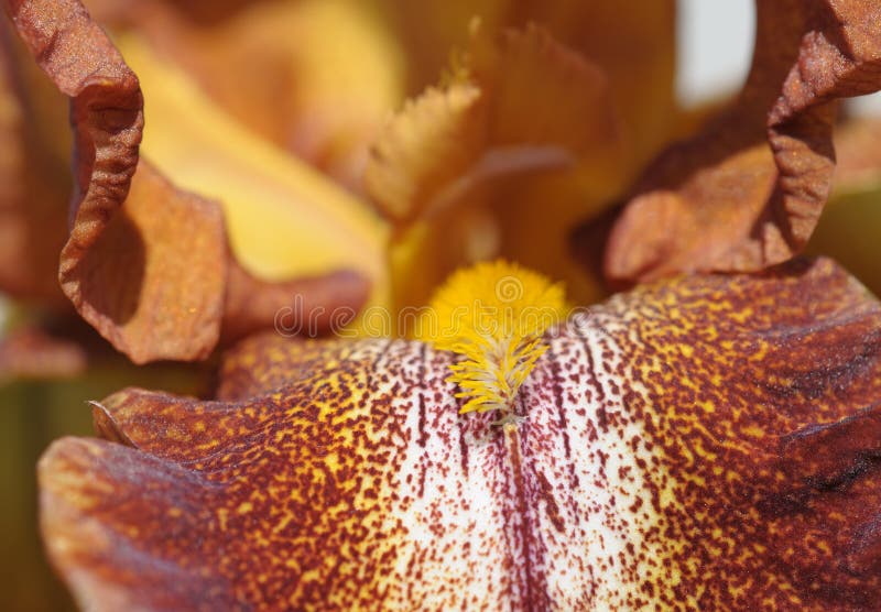 Macro Image of Brown Iris Flower Stock Image - Image of belgian, life ...