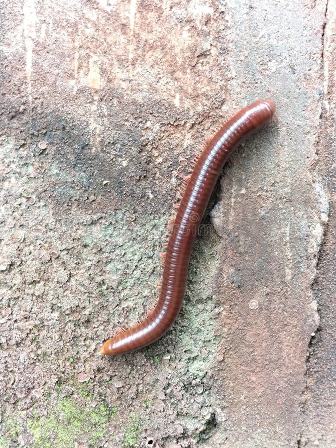 Macro Image of a Brown Millipede – Insect on Concrete Stock Photo ...