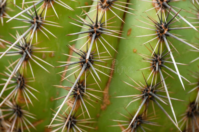 Macro Image of Cactus Spines Stock Photo - Image of cactaceae, extreme ...