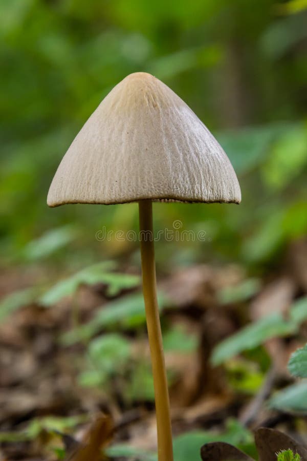 A Macro Image Close Up of a Conecap Mushroom or Latin Name Genus ...