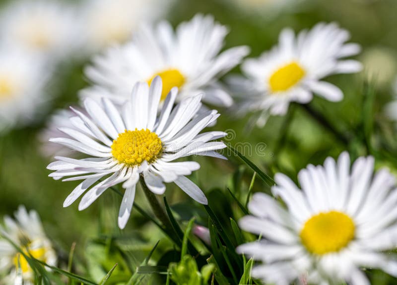 Macro Image of a Cluster of Common Daisy Flowers Stock Photo - Image of ...