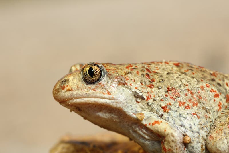 Macro Image of Common Spadefoot Toad Stock Image - Image of frog ...