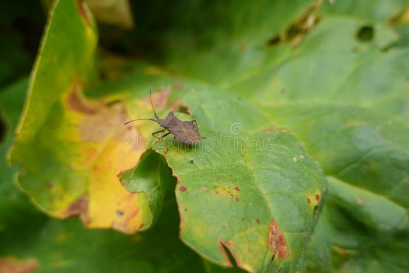 Macro Image of Coreus Marginatus Bug Resting on a Rhubarb Leaf with ...