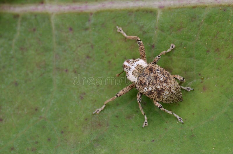 Macro Image of a Cute Weevil on Green Leaf Stock Photo - Image of ...