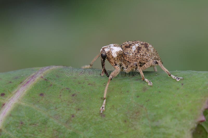 Macro Image of a Cute Weevil on Green Leaf Stock Photo - Image of ...