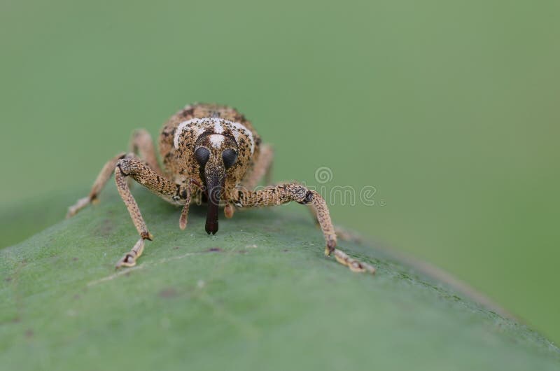 Macro Image of a Cute Weevil on Green Leaf Stock Image - Image of cute ...