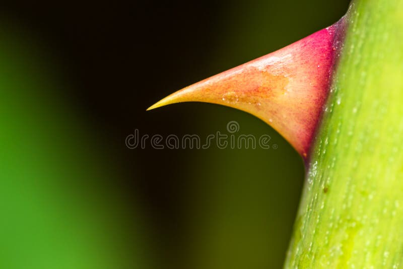 Épine de Rose photo stock. Image du rose, épine - 20431046