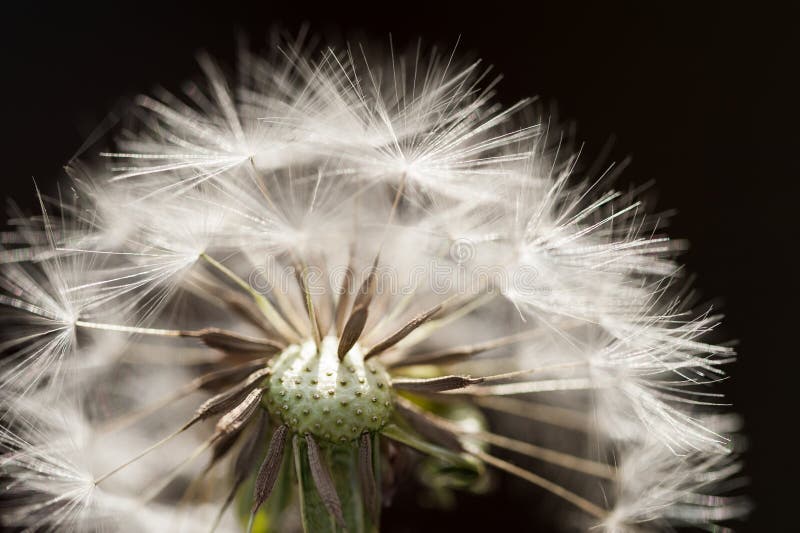 Macro Image of Dandelion, Small Depth of Field. Stock Photo - Image of ...