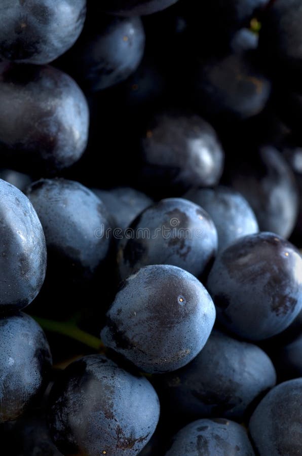 Macro Image of Dark Blue Grapes Stock Photo - Image of drink, blue ...