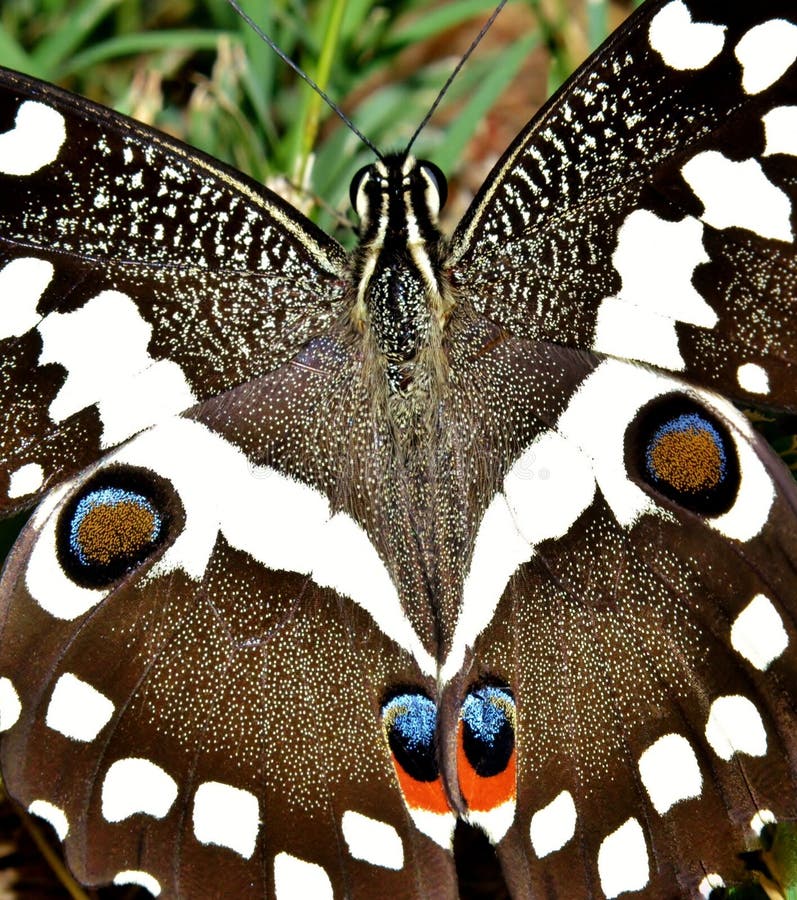 Le Papillon D'empereur (iris D'Apatura), Papillon Eurasien De La ...