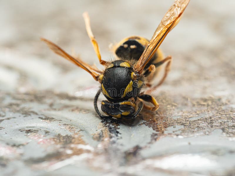 A Macro Image of a Dead Bee from a Declining Hive, Stock Photo - Image ...