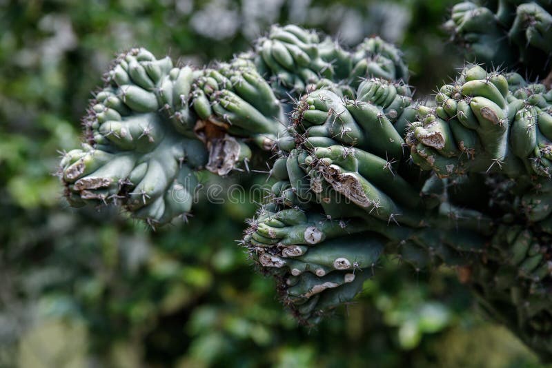 Macro Image of a Dendritic Cactus Cereus Stock Photo - Image of design ...