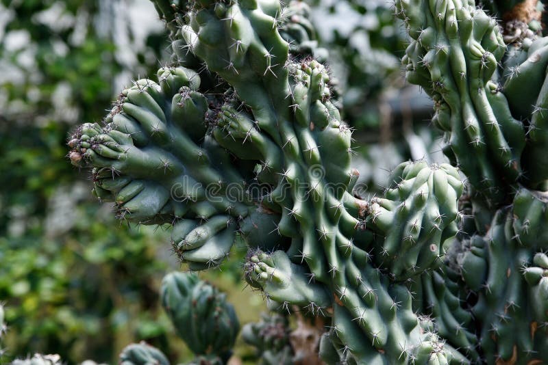 Macro Image of a Dendritic Cactus Cereus Stock Image - Image of design ...