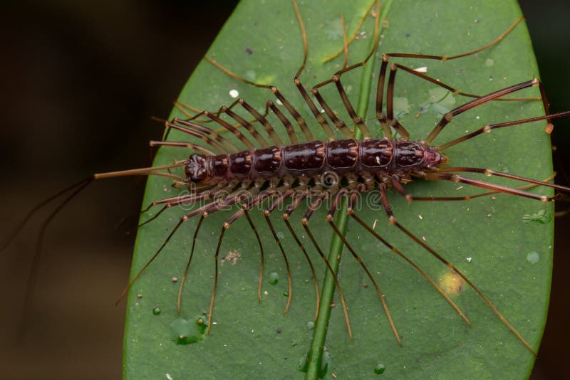 Macro Image of Detail a Centipede with Multiple Legs Stock Image ...