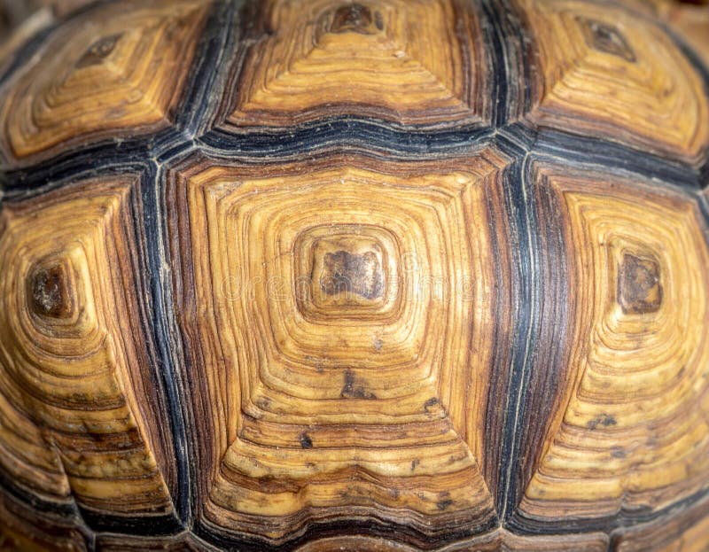 Macro Image of a Detailed Brown Tortoise Shell Texture in Natural ...