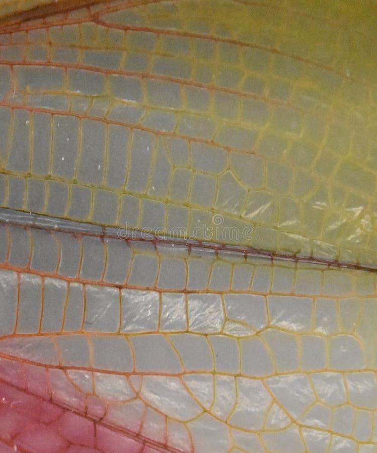 Dragonfly Wing Pattern and Texture Stock Photo - Image of yellow ...