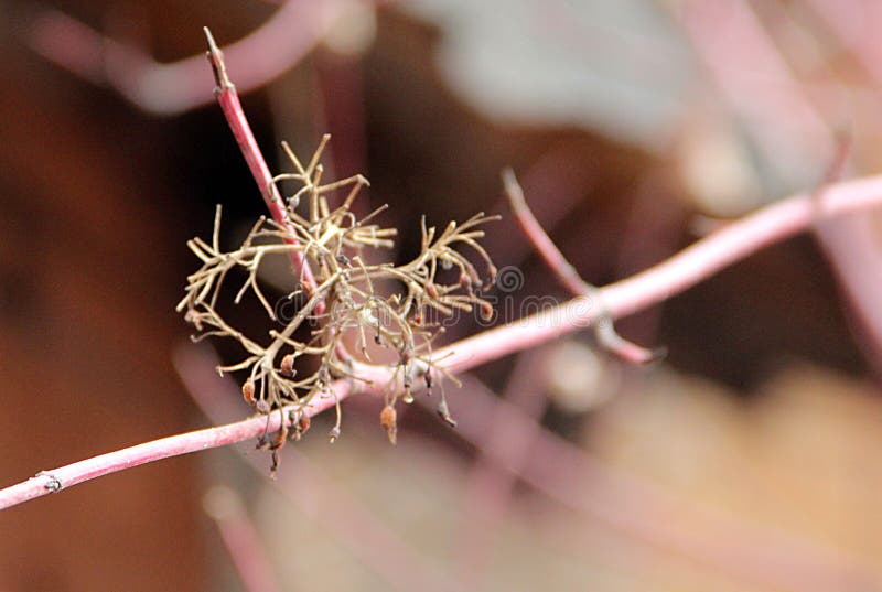Dry Inflorescence of the Ivy, Looks Like a Dry Pine Needles Stock Photo ...
