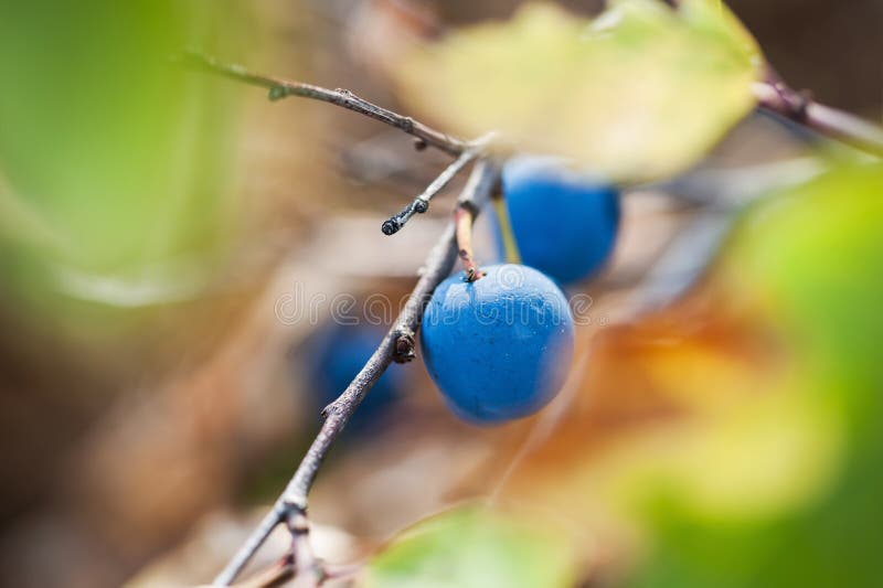 Macro Image Du Fruit Bleu Du Prunellier Photo stock - Image du flore ...