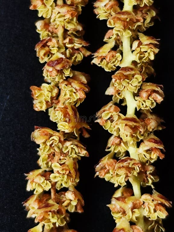 Betula Pendula (Silver Birch ) Flowers Stock Image - Image of close ...