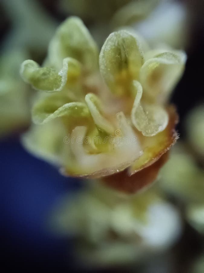 Betula Pendula (Silver Birch ) Flowers Stock Image - Image of ...