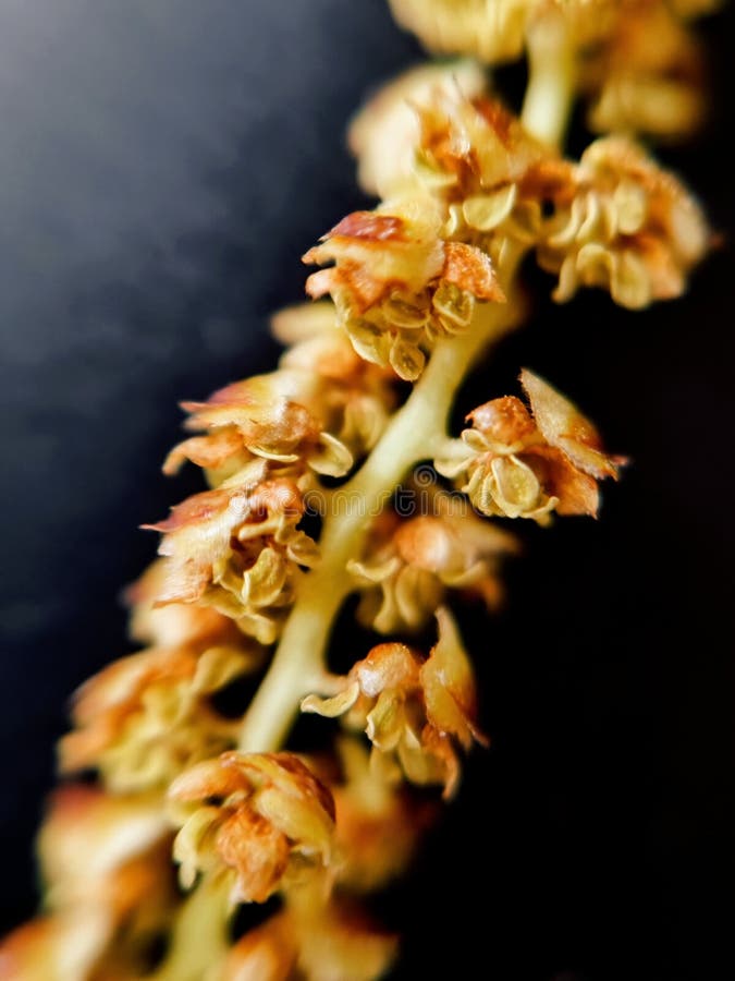 Betula Pendula (Silver Birch ) Flowers Stock Image - Image of ...
