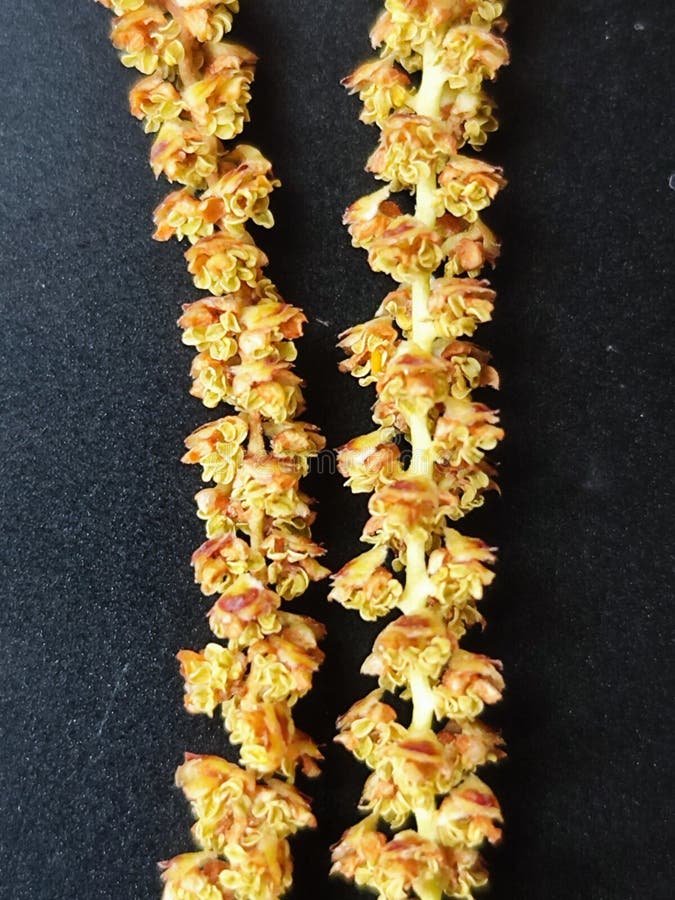 Betula Pendula (Silver Birch ) Flowers Stock Image - Image of ...