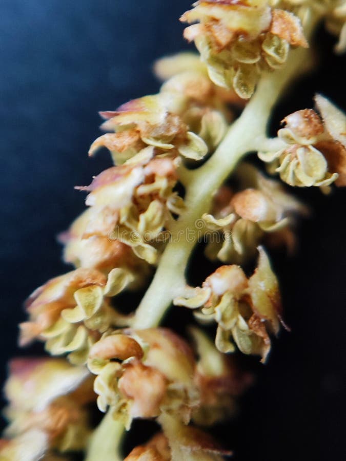 Betula Pendula (Silver Birch ) Flowers Stock Photo - Image of crystals ...