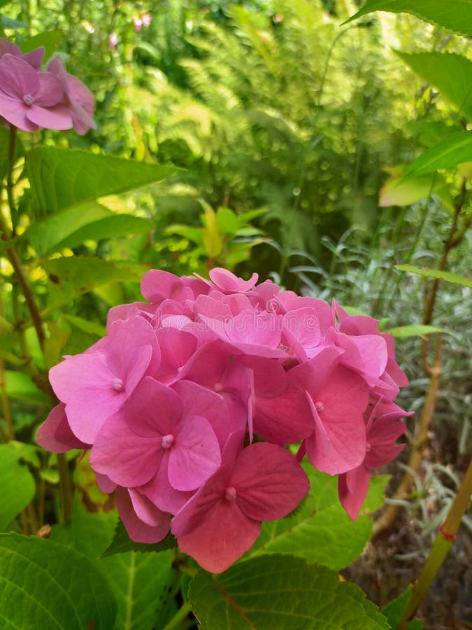 French Hydrangea with Purple Flowers Garden Hedge Stock Image - Image ...