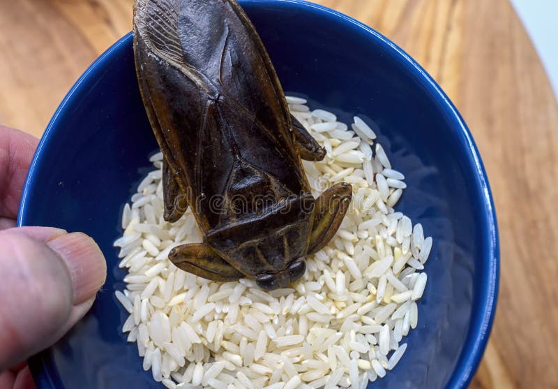 Roasted water bugs stock image. Image of larva, dinner - 90211109