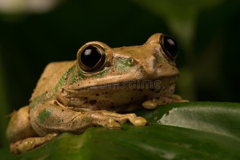 Macro Image of Frog Posing for the Camera Stock Image - Image of ...