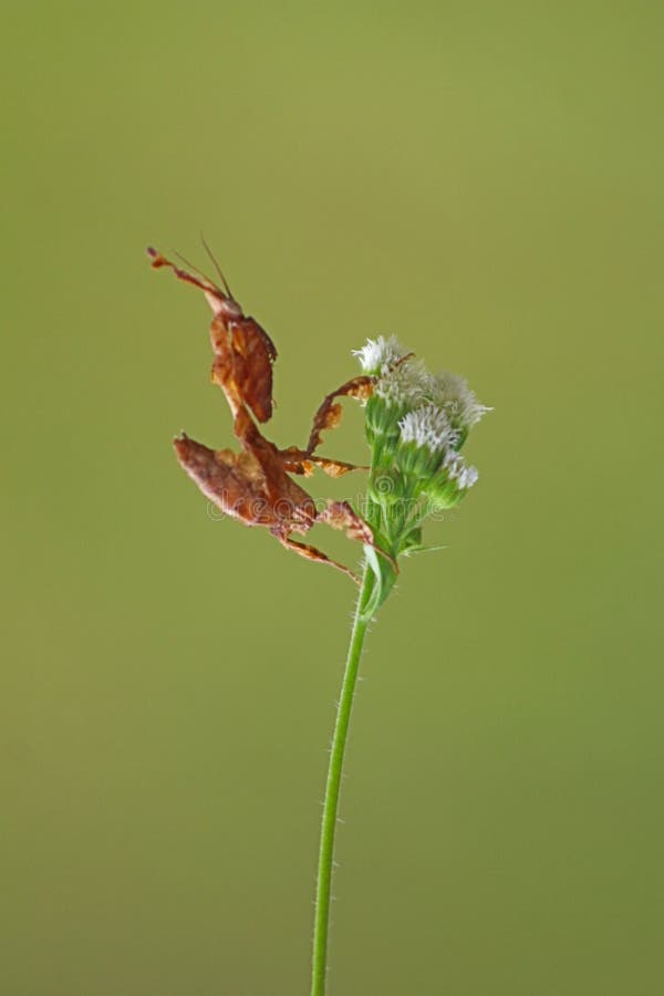 A Ghost Mantis (phyllocrania Paradoxa) Perches on Flower Buds Stock ...