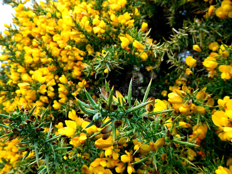A Macro Image of a Gorse Bush. Stock Photo - Image of gorse, colourful ...