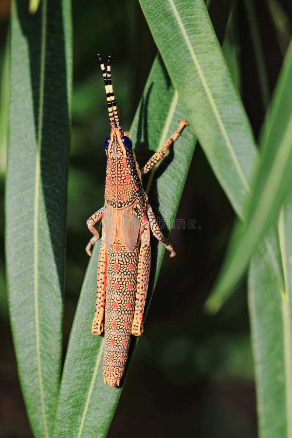 Macro Image of a Grasshopper Insect with Beautiful Patterns on Its Back ...
