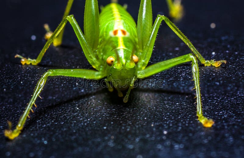 Grass Hopper Close Up stock image. Image of yellow, spider - 202200189