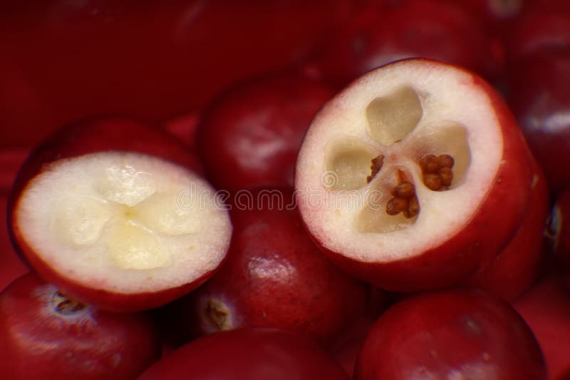 Macro Image of Half-cut Cranberry Stock Photo - Image of vibrant ...