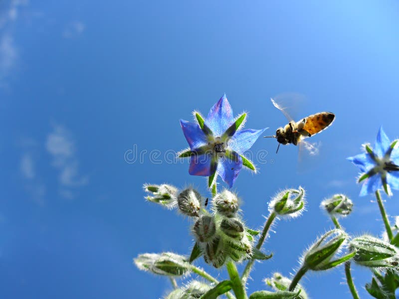 Bees Flying Around Flowers stock image. Image of white - 32452003