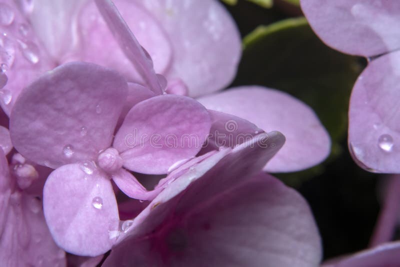 Hydrangea floweret stock photo. Image of nature, foliage - 221745488