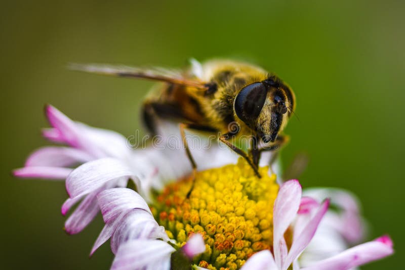 Insect Gathering Nectar from a Flower Stock Image - Image of garden ...