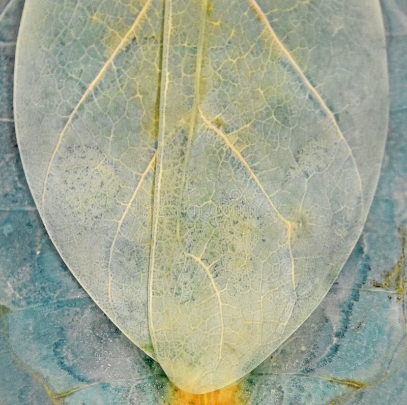 Leaf Insect Shell Pattern and Texture Stock Photo - Image of texture ...